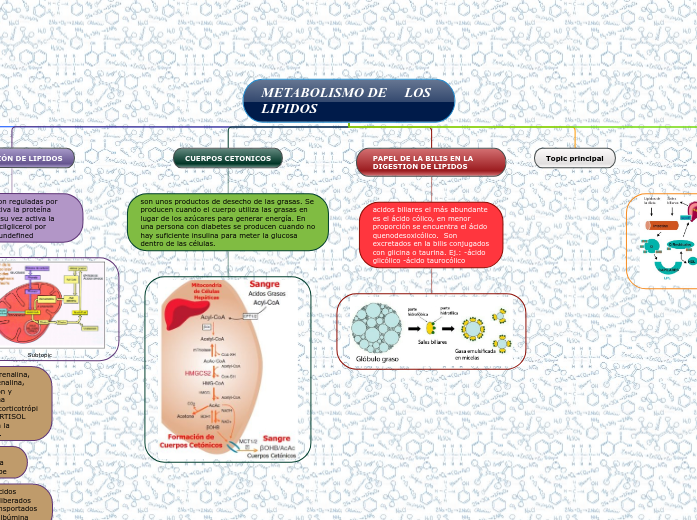 METABOLISMO DE LOS LIPIDOS - Mind Map